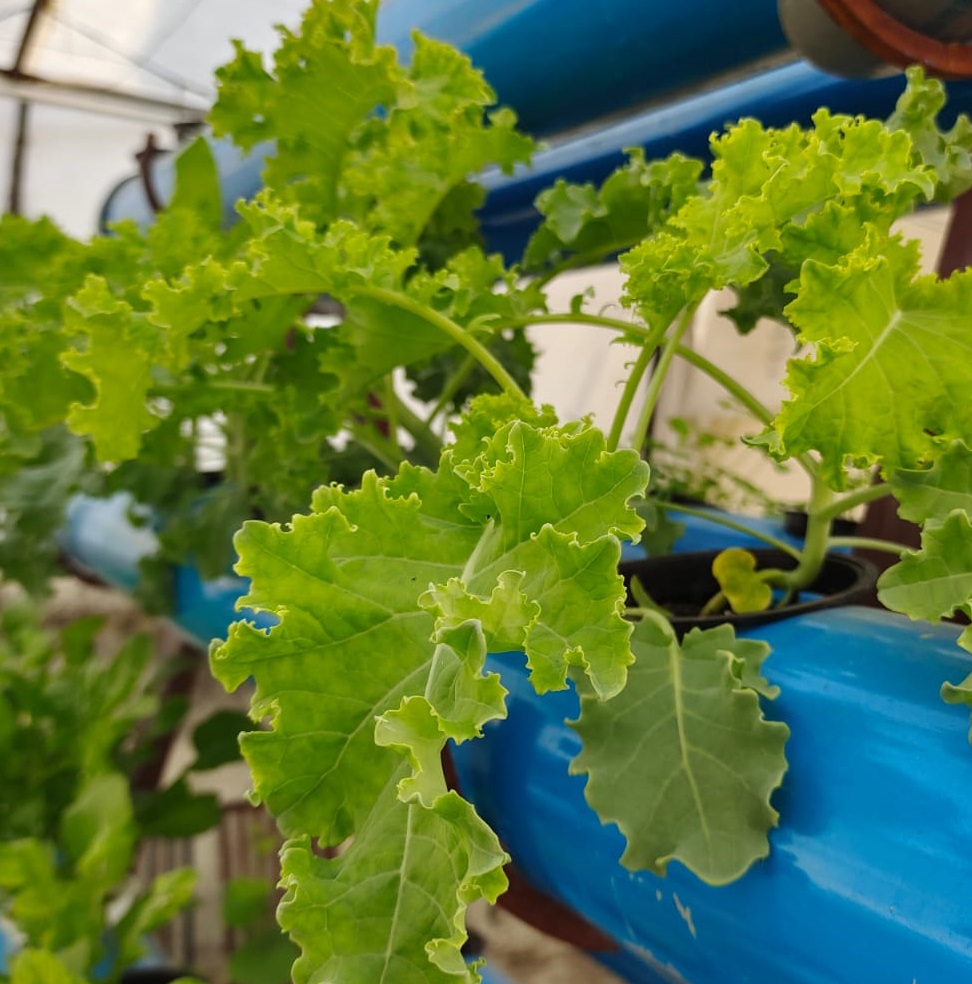 Hydroponic Farming – Sudisha Farms