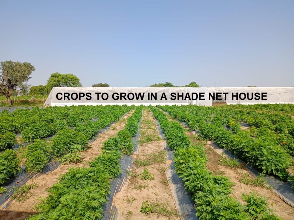 Crops you can grow in a Shade Net house – Sudisha Farms